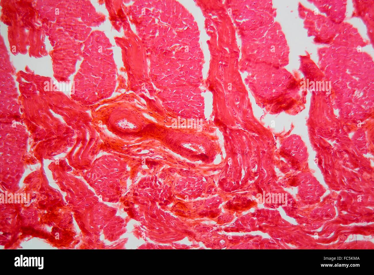 Muscels of a tongue under the microscope Stock Photo - Alamy