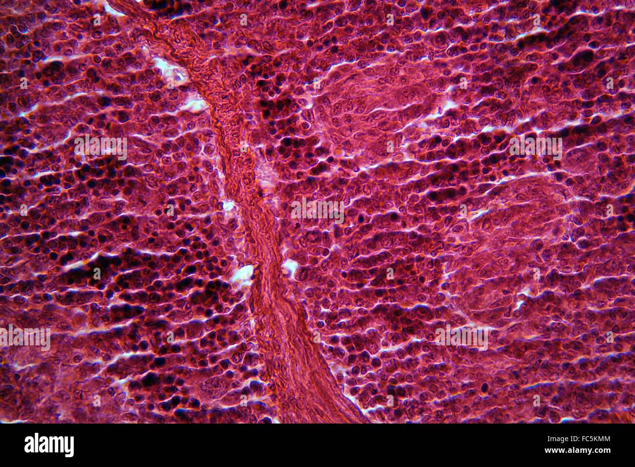 Body cells under microscope hi-res stock photography and images - Alamy