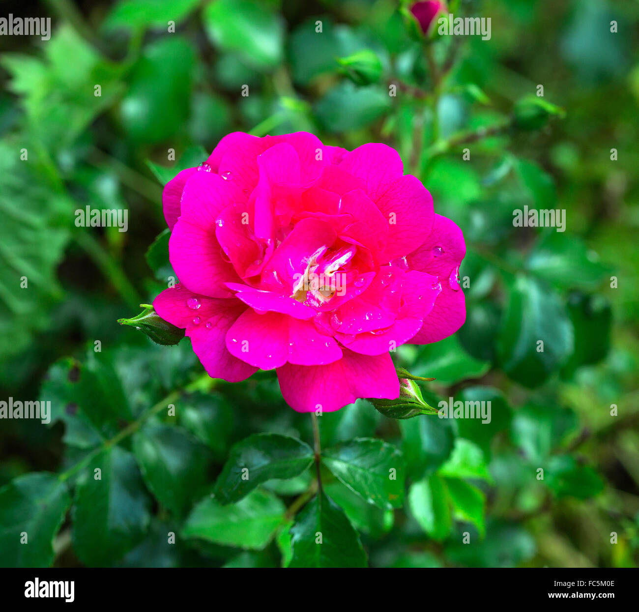 Rose sprig hi-res stock photography and images - Alamy