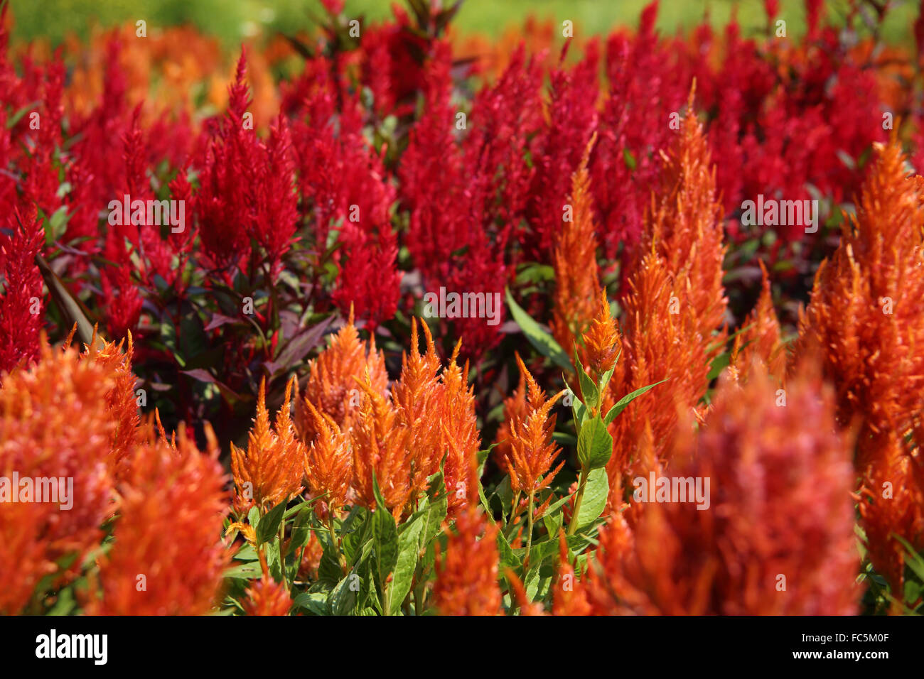 Fower hi-res stock photography and images - Alamy