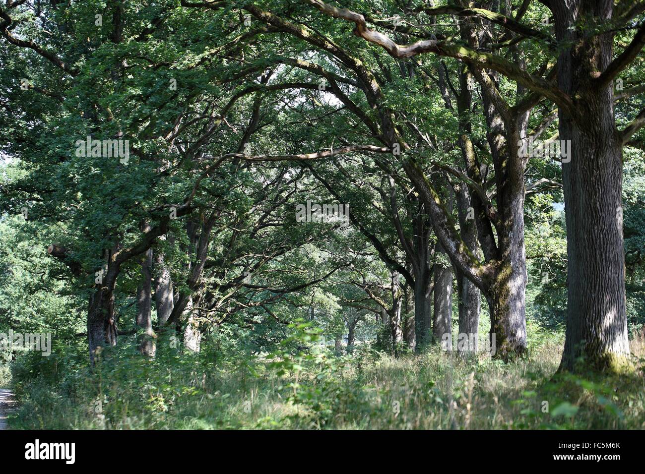 Wood pasture trees hi-res stock photography and images - Alamy