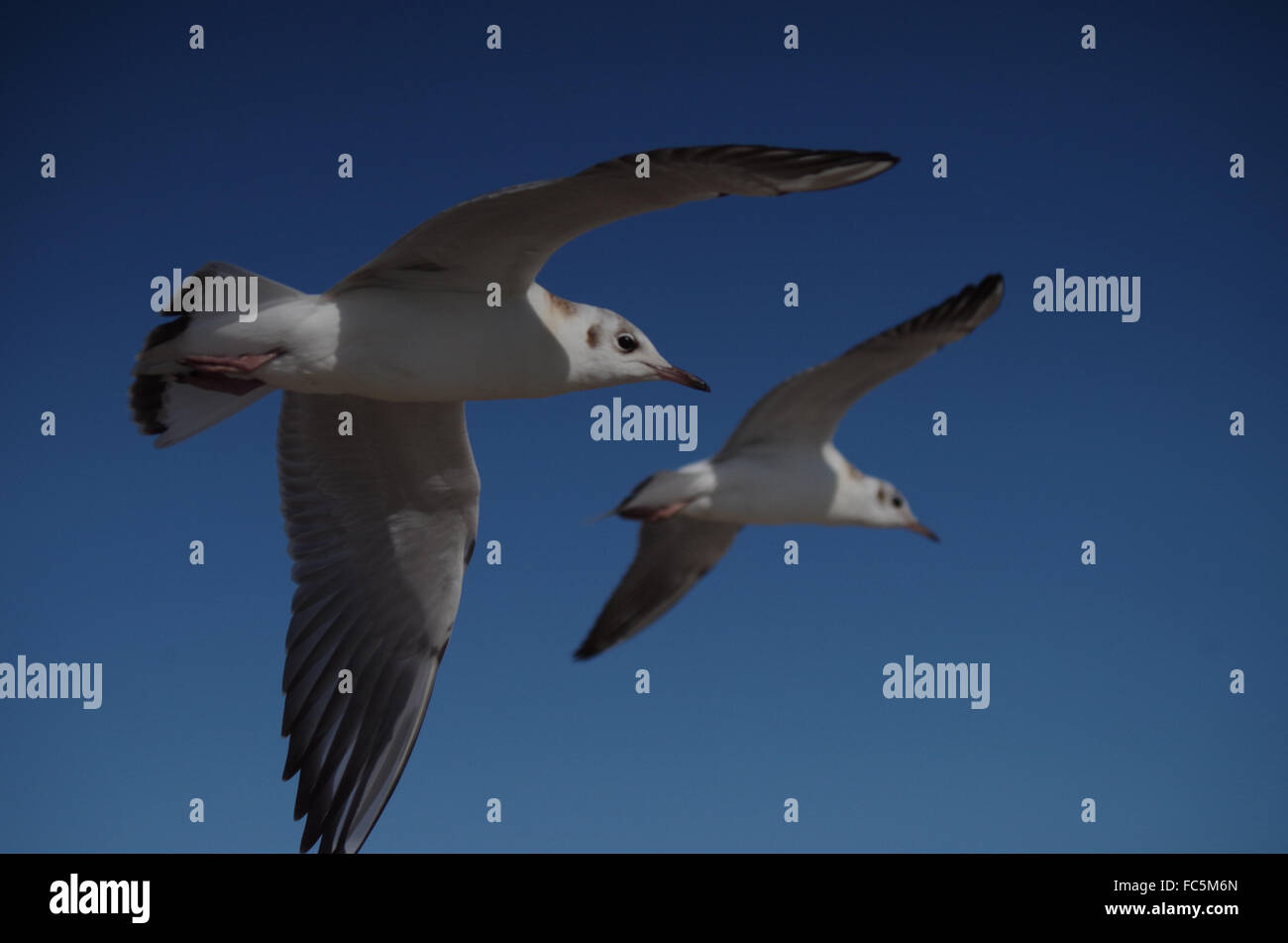 Wandervogel hi-res stock photography and images - Alamy