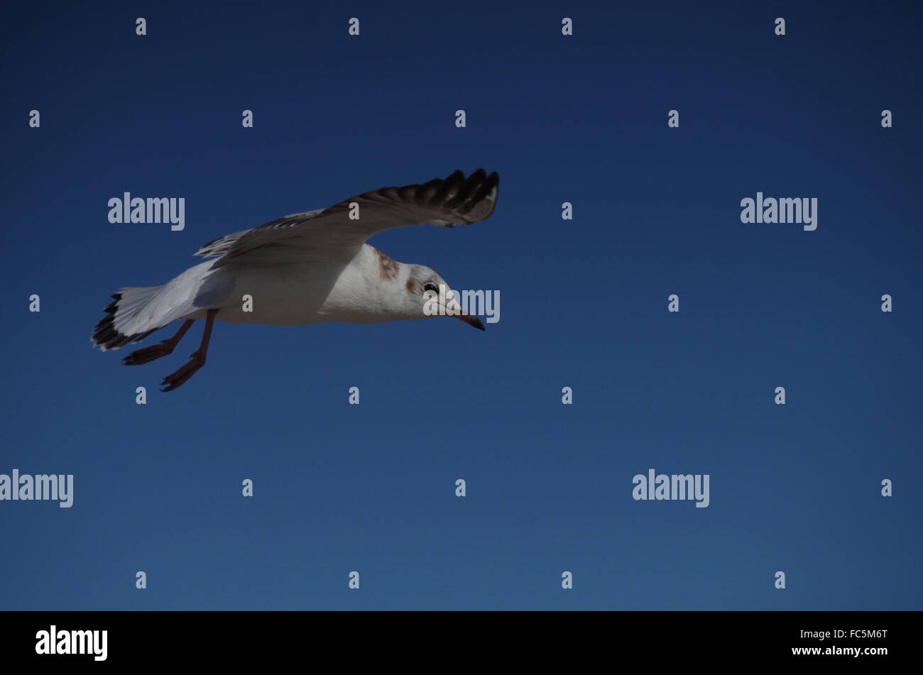 Wandervogel hi-res stock photography and images - Alamy