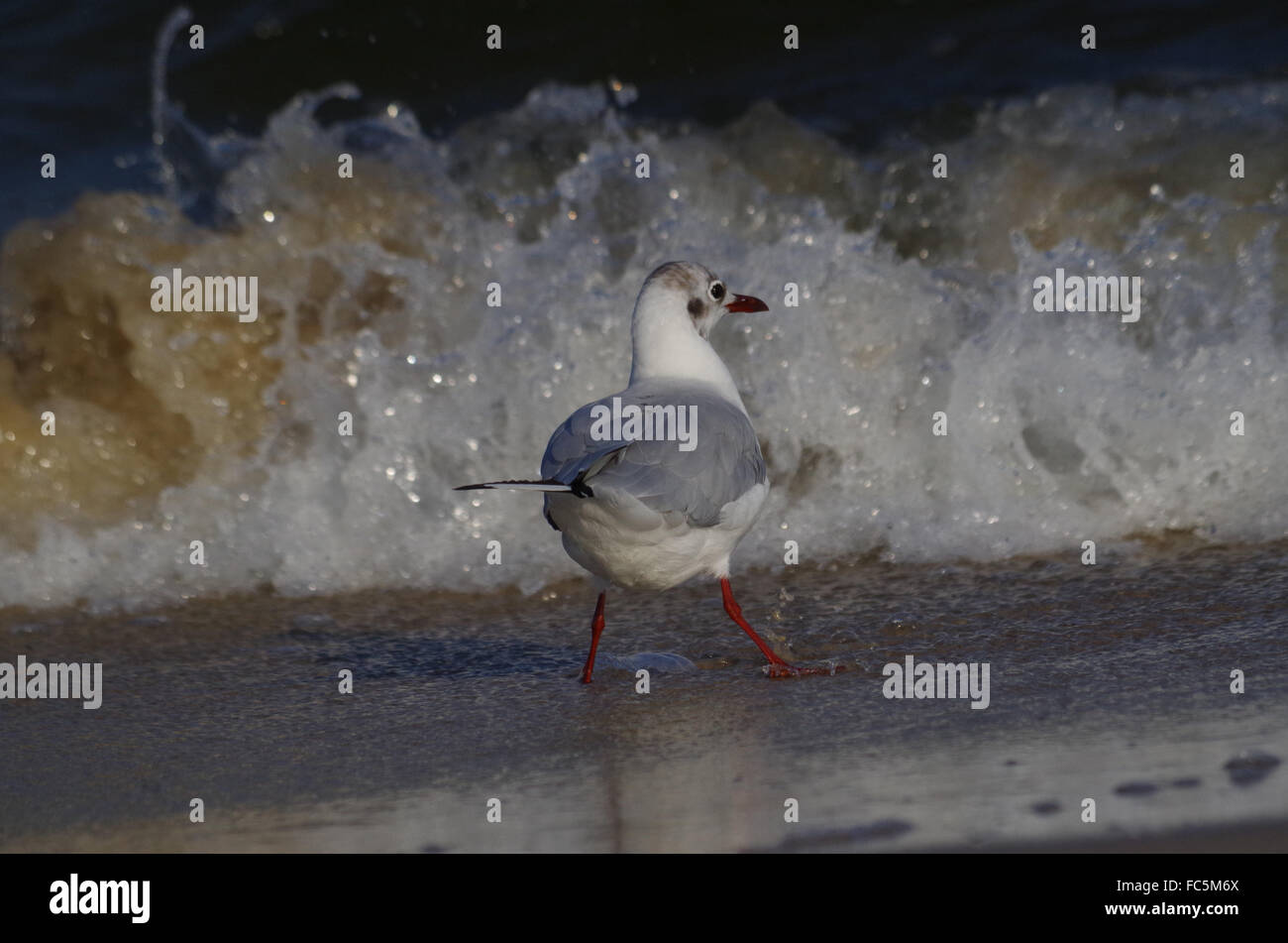 Wandervogel High Resolution Stock Photography and Images - Alamy