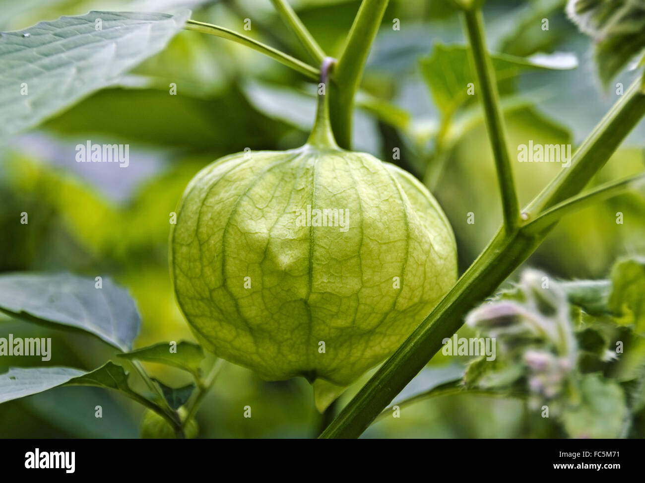 husk of the fruit of a Physalis ixocarpa Stock Photo - Alamy
