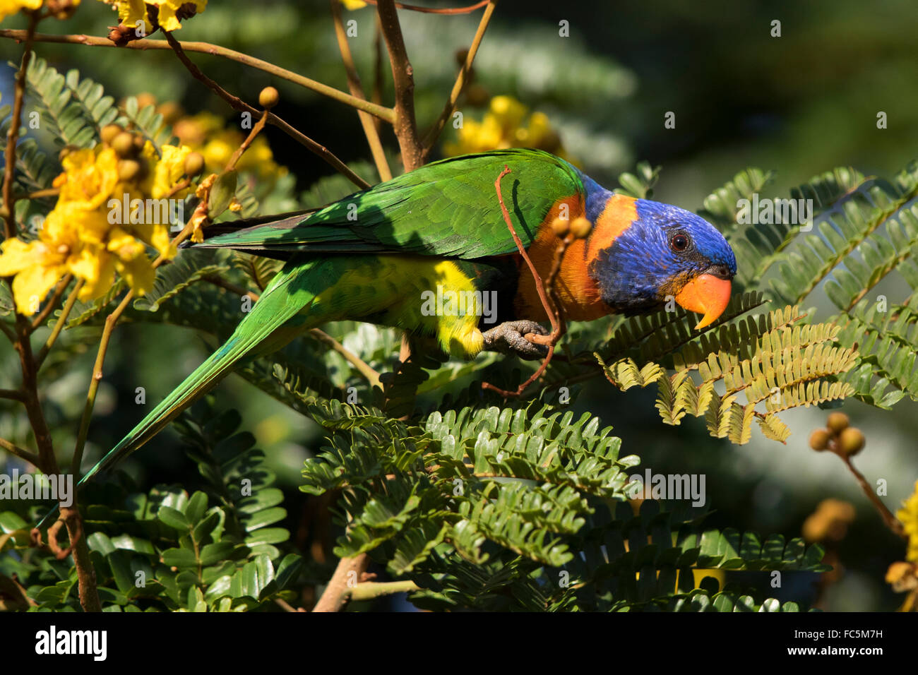 Red-collared Lorikeet (Trichoglossus rubritorquis) in a flowering tree ...