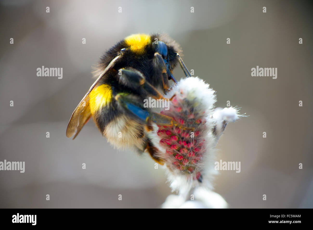 summer Bumble bee insect flower macro Stock Photo - Alamy