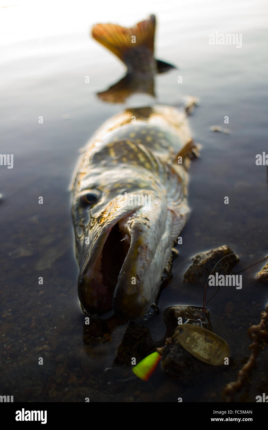 pike fishing big Northern fish Stock Photo - Alamy