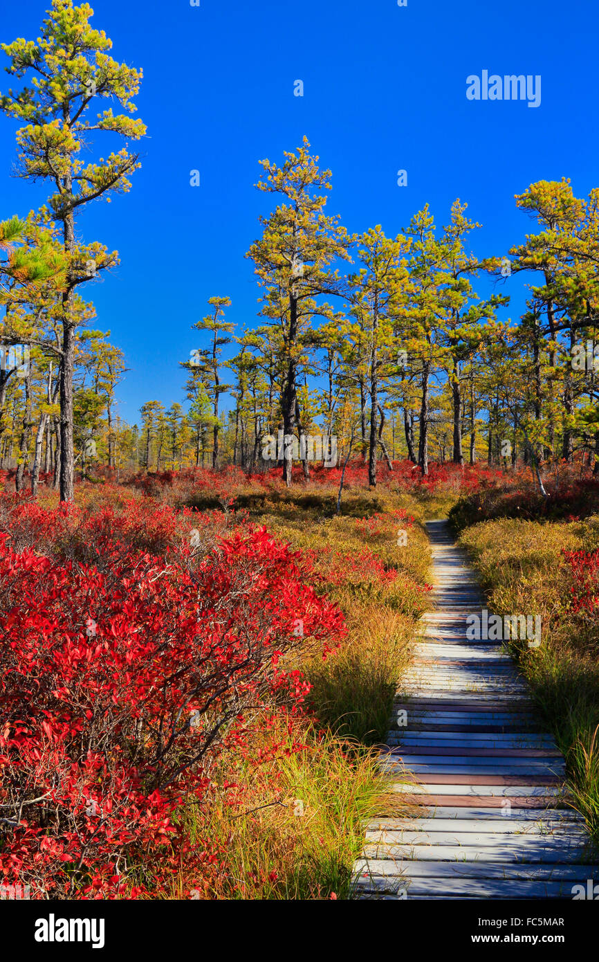 Saco Heath Preserve, The Nature Conservancy, Saco, Maine, USA Stock ...