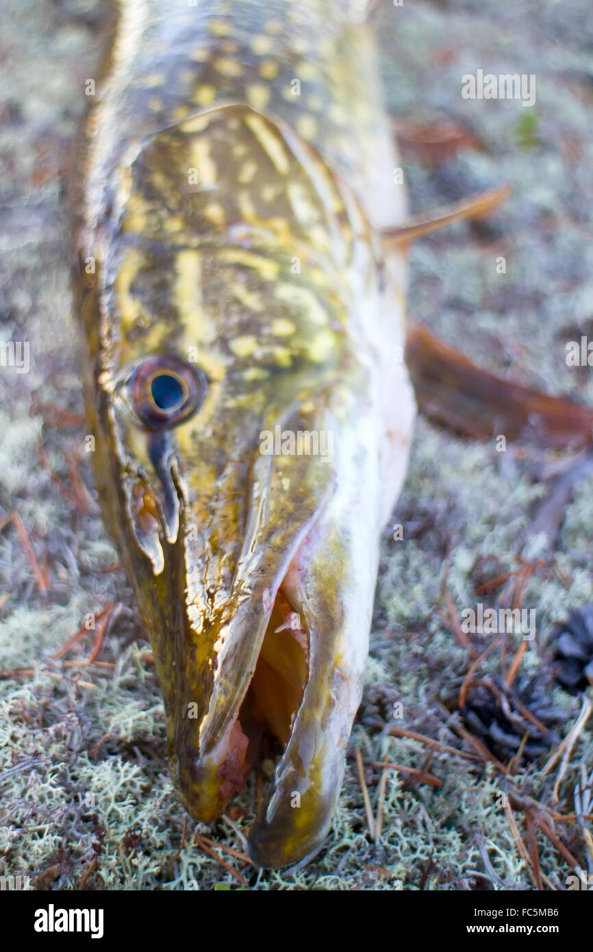 pike fishing big Northern fish Stock Photo - Alamy