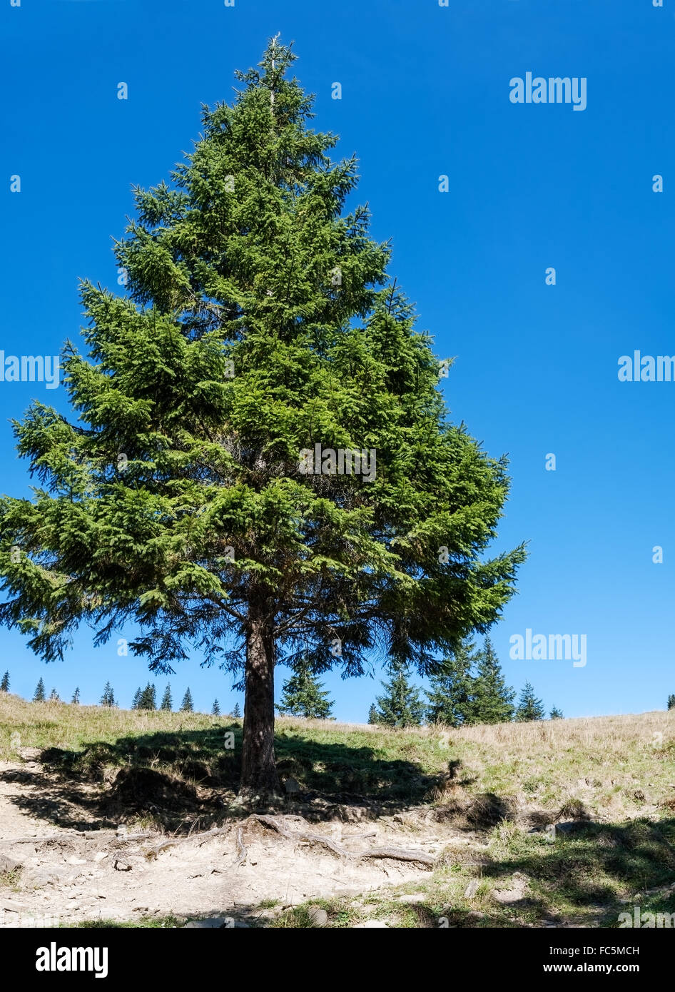 Tall pine hi-res stock photography and images - Alamy