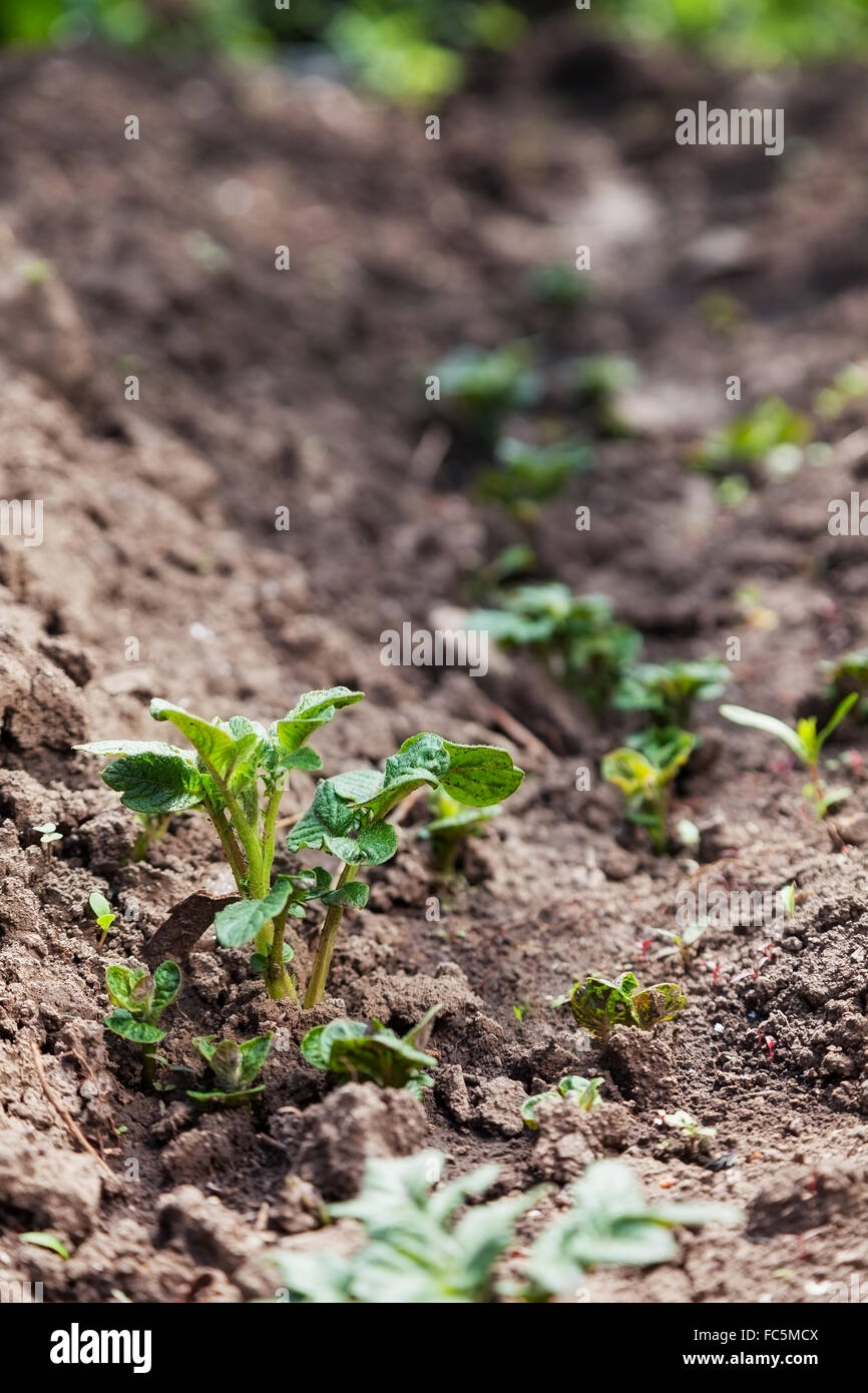 Soil cover hi-res stock photography and images - Alamy