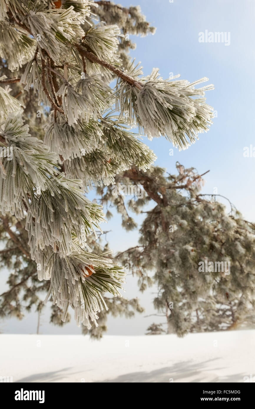 icy branch pine outdoors. background Stock Photo - Alamy