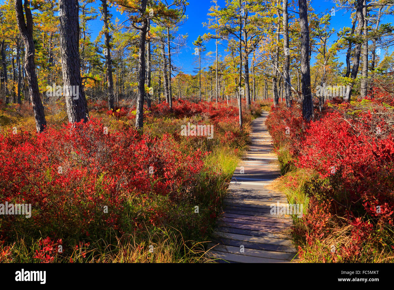 Saco Heath Preserve, The Nature Conservancy, Saco, Maine, USA Stock ...