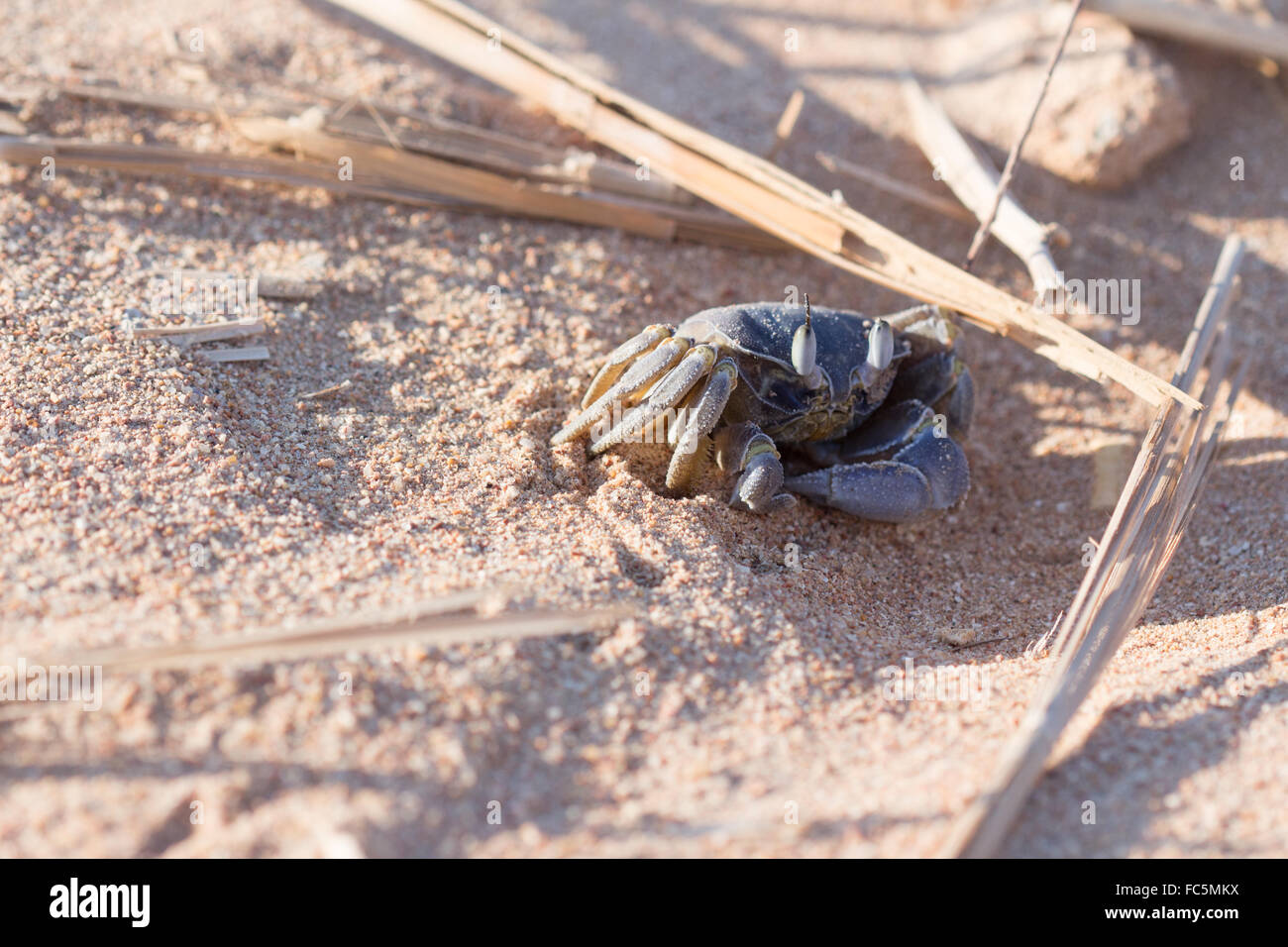 Saratan hi-res stock photography and images - Alamy