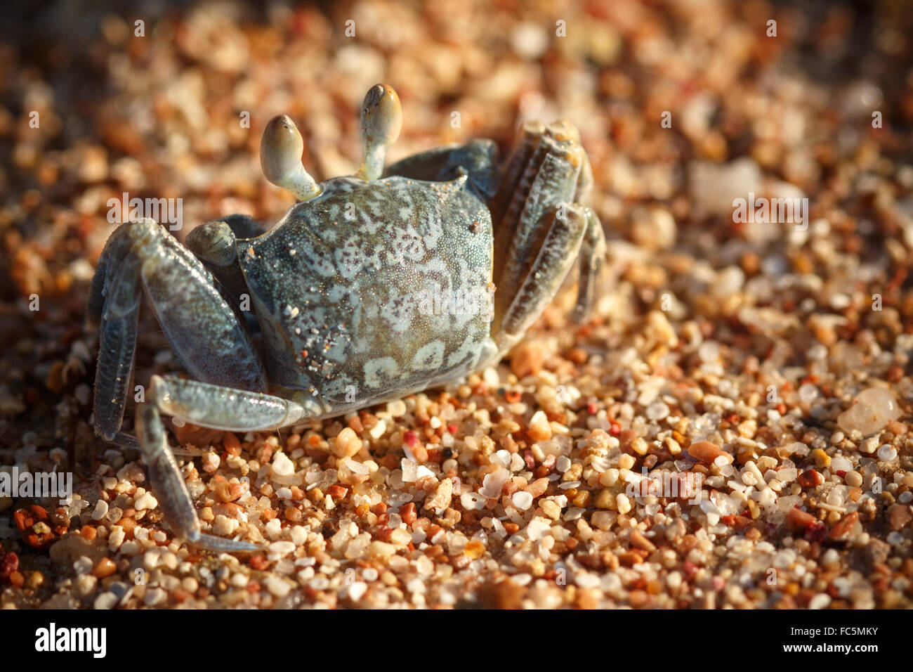 Saratan hi-res stock photography and images - Alamy