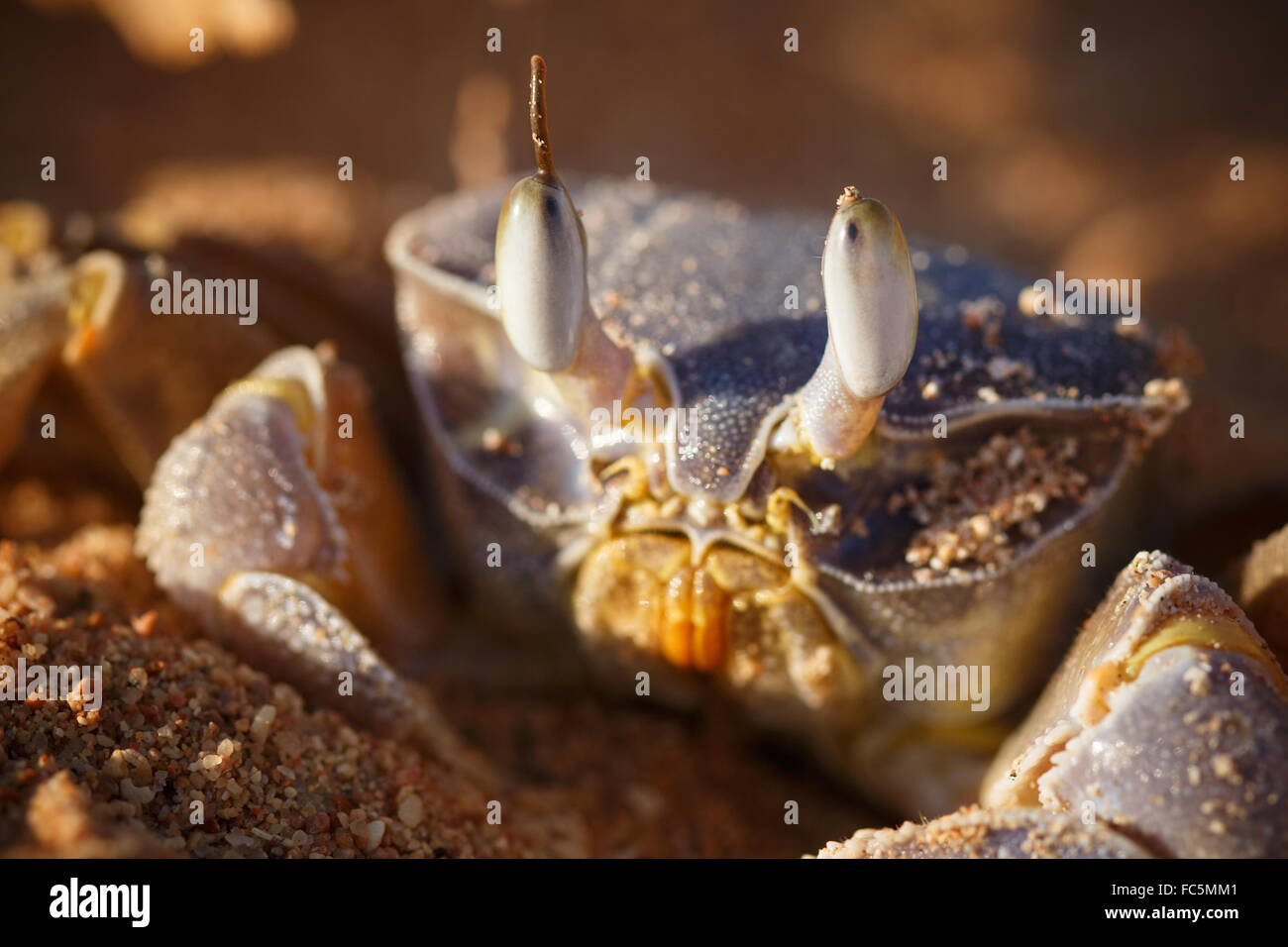 Saratan hi-res stock photography and images - Alamy