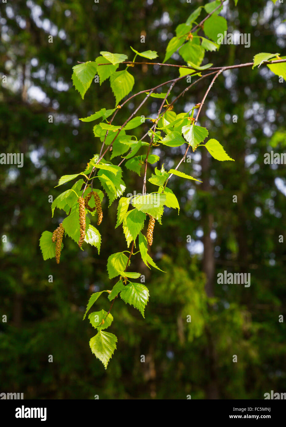 sprig of birch Stock Photo - Alamy