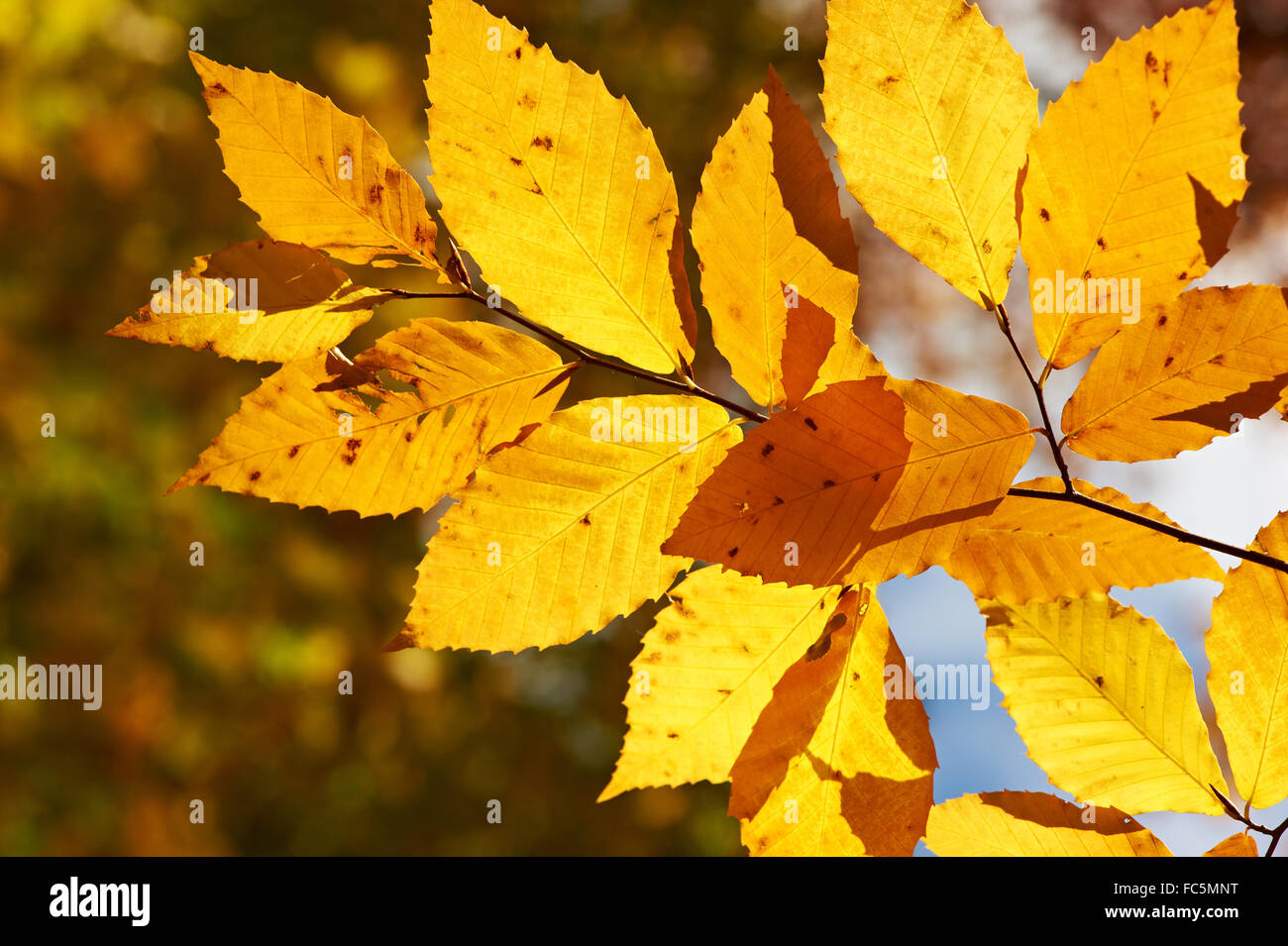 Autumn yellow leaves background Stock Photo - Alamy