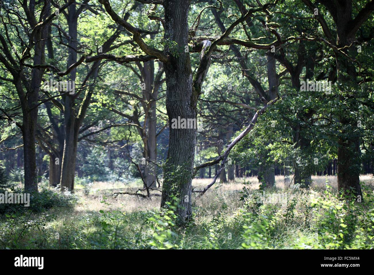 Old pasture oak hi-res stock photography and images - Alamy