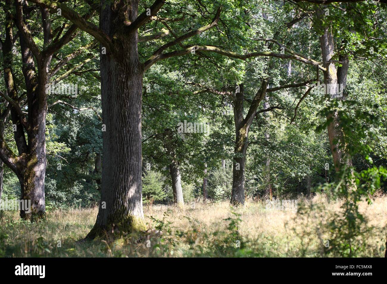 Old Pasture Oak High Resolution Stock Photography and Images - Alamy