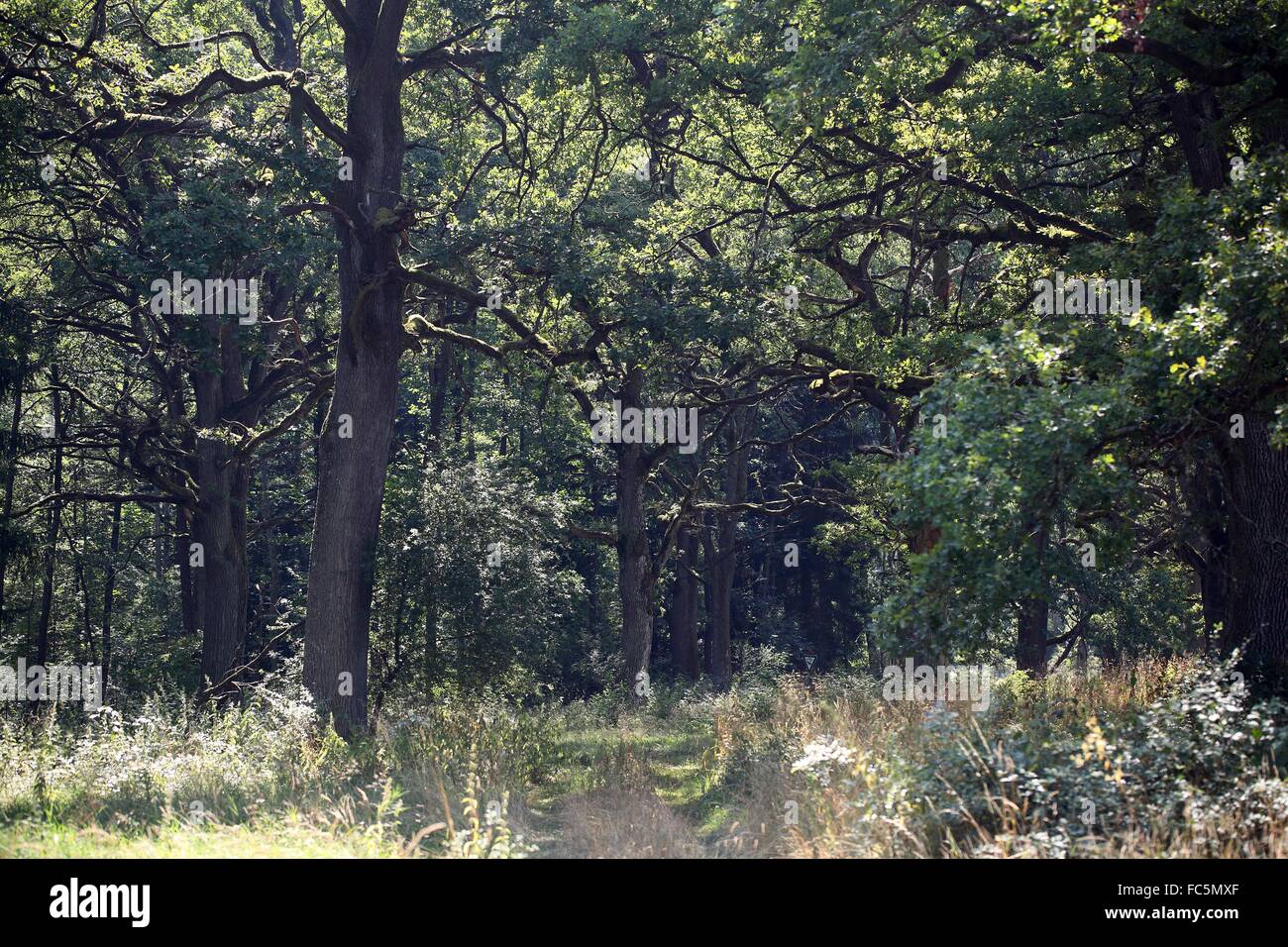 Old pasture oak hi-res stock photography and images - Alamy