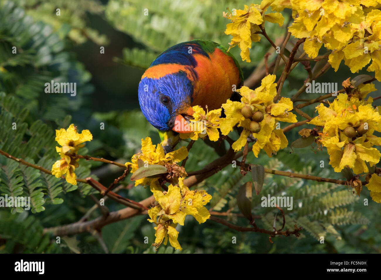 Red-collared Lorikeet (Trichoglossus rubritorquis) feeding on nectar in ...