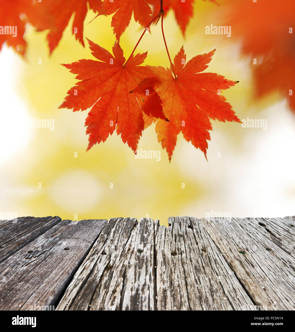 Autumn maple leaves Stock Photo - Alamy