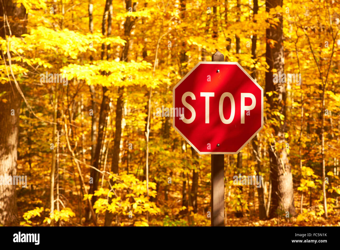 Autumn scene with road and stop sign Stock Photo - Alamy