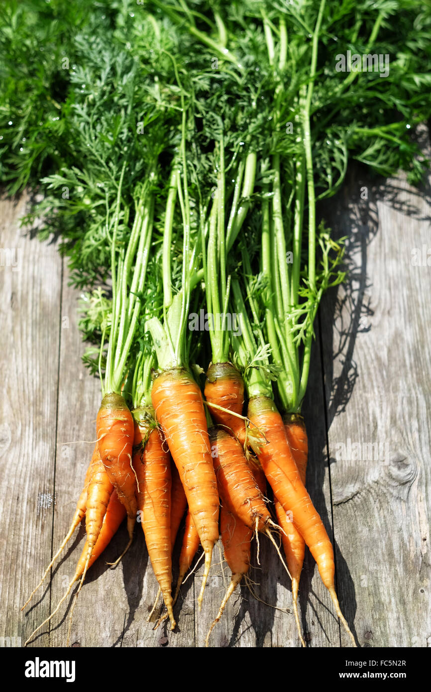Ripe and fresh organic carrots Stock Photo - Alamy