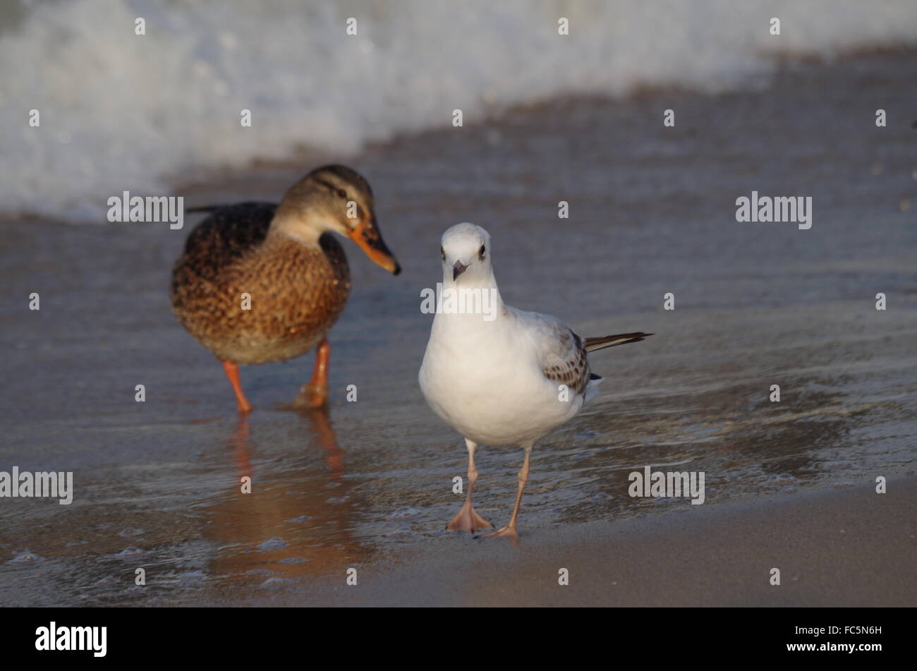 Seagull and duck Stock Photo - Alamy