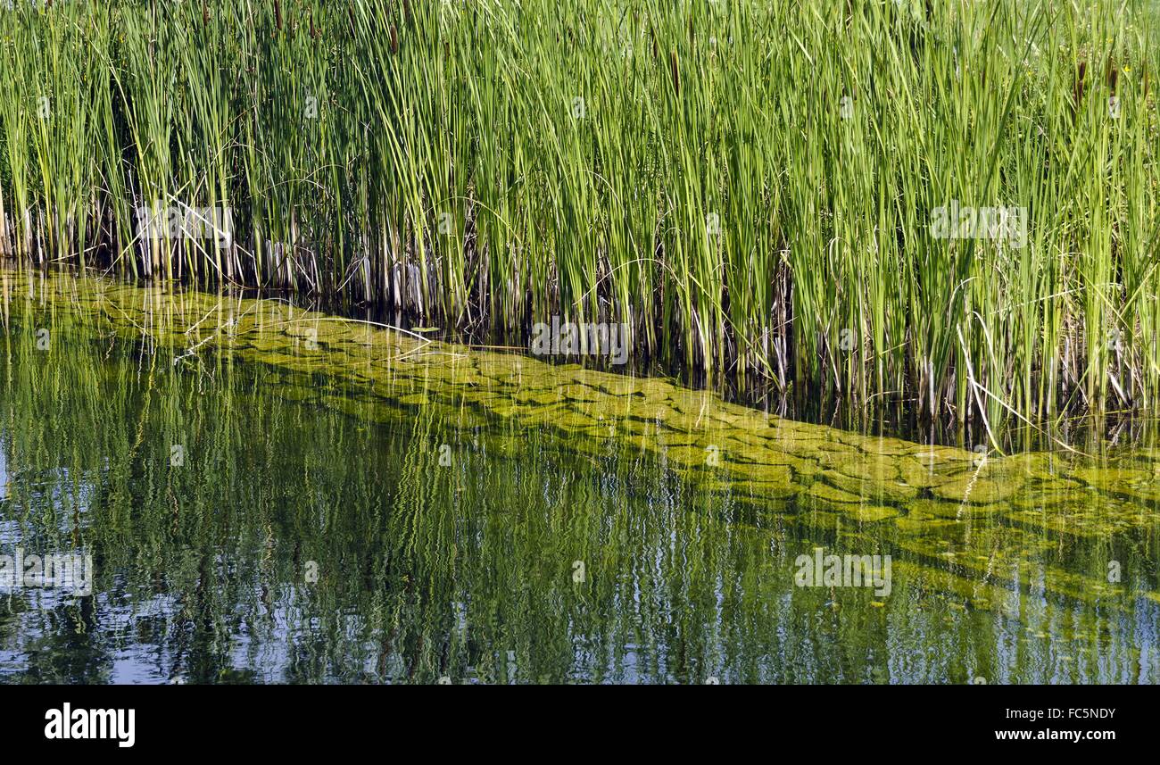 Reed plants hi-res stock photography and images - Alamy
