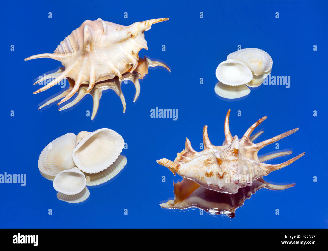 sea shells, mirror, reflection Stock Photo - Alamy