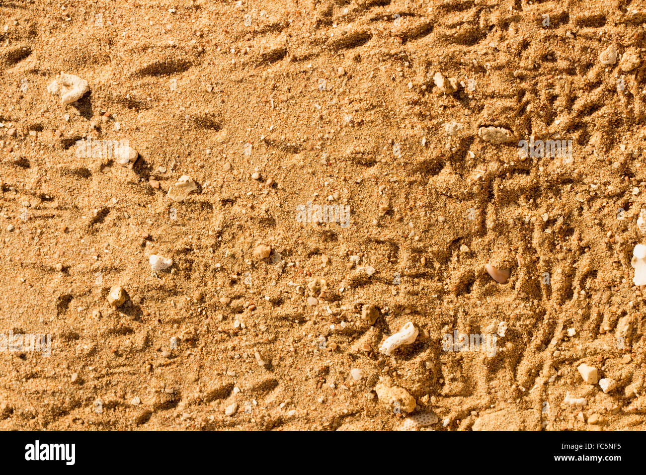 Desert Sand Texture
