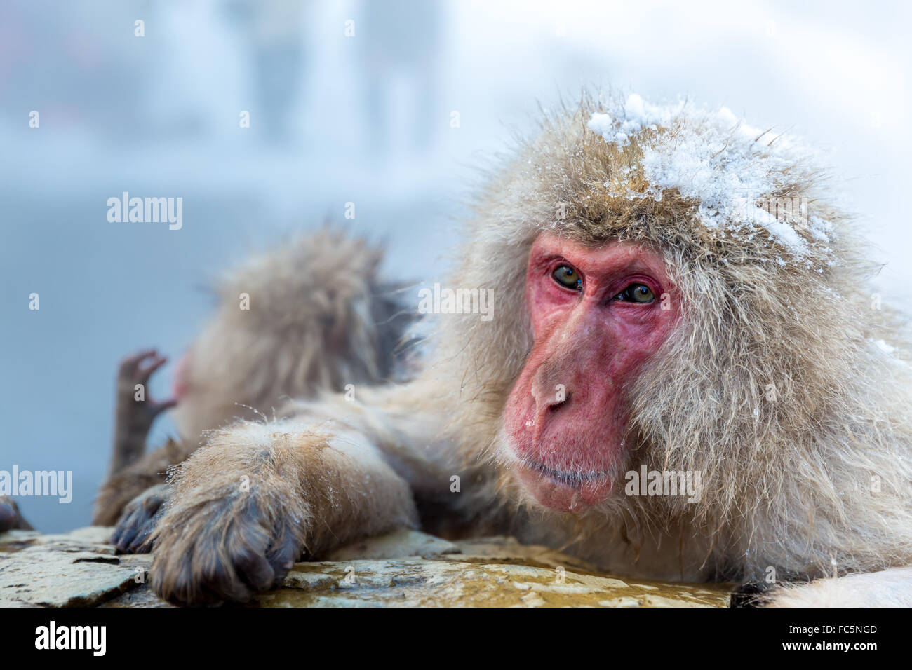 Snow monkey Macaque Onsen Stock Photo - Alamy