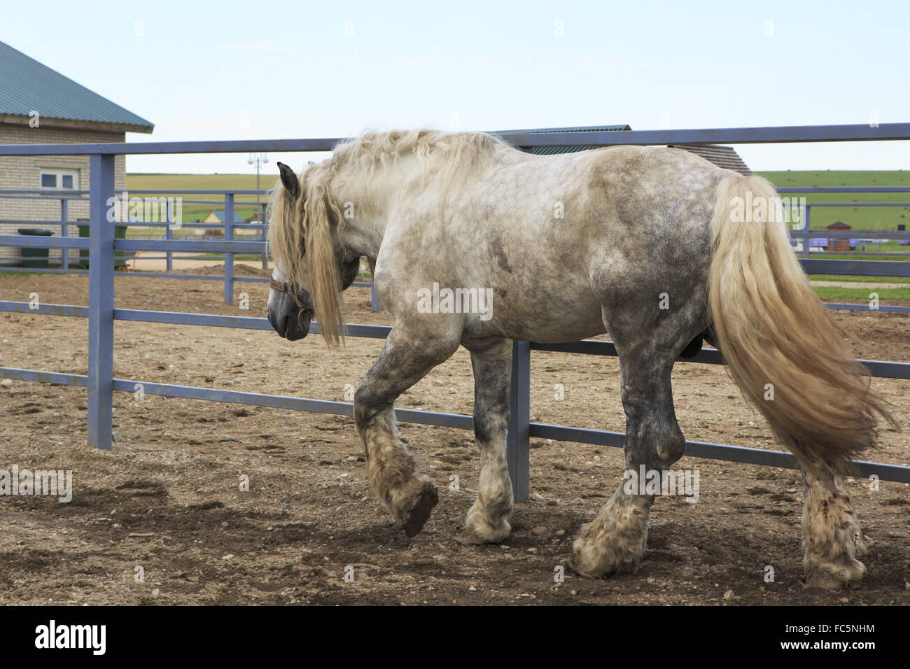 Beautiful stallion gray suit breed Percheron Stock Photo - Alamy