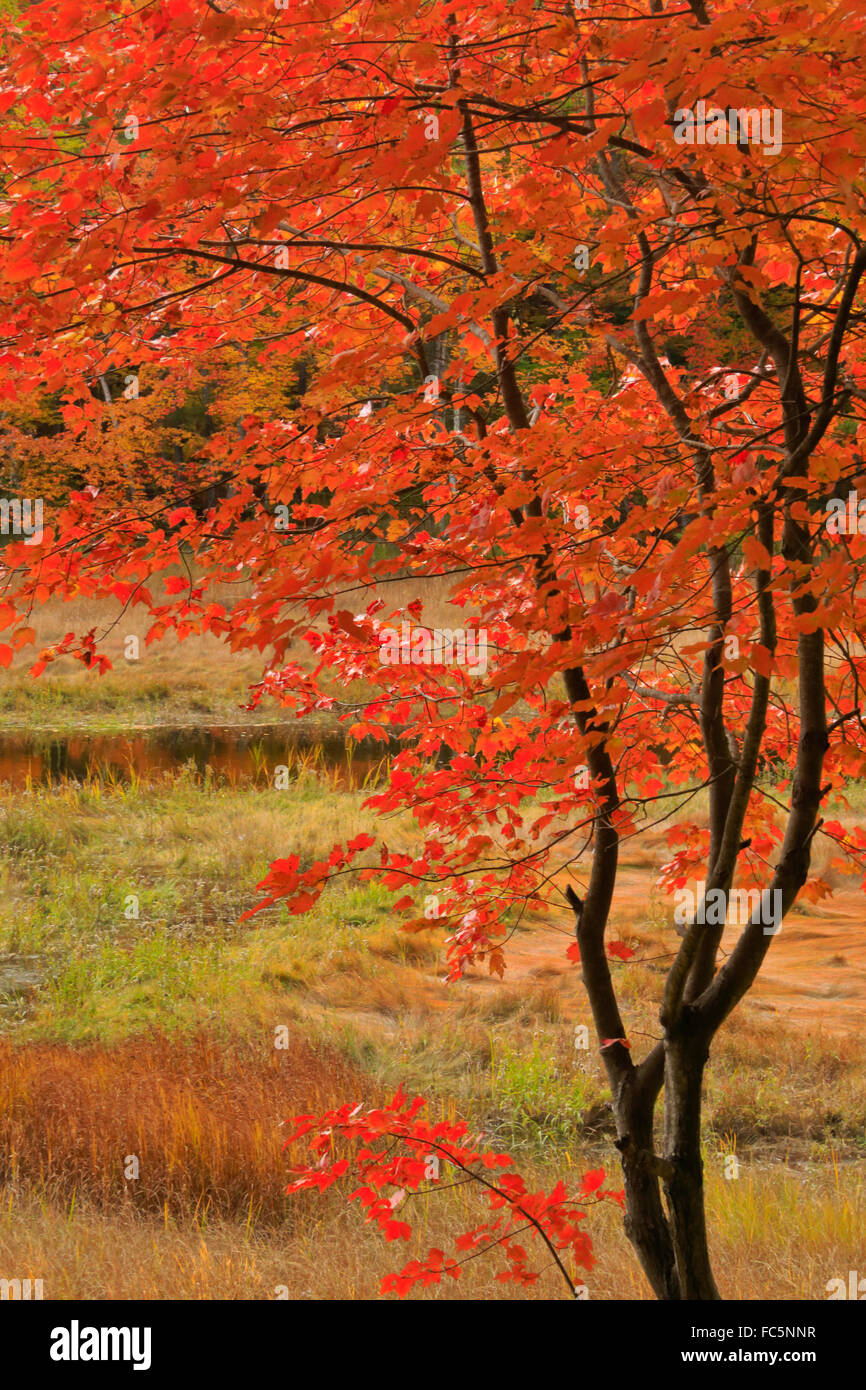 Rachel Carson National Wildlife Refuge, Wells, Maine, USA Stock Photo ...