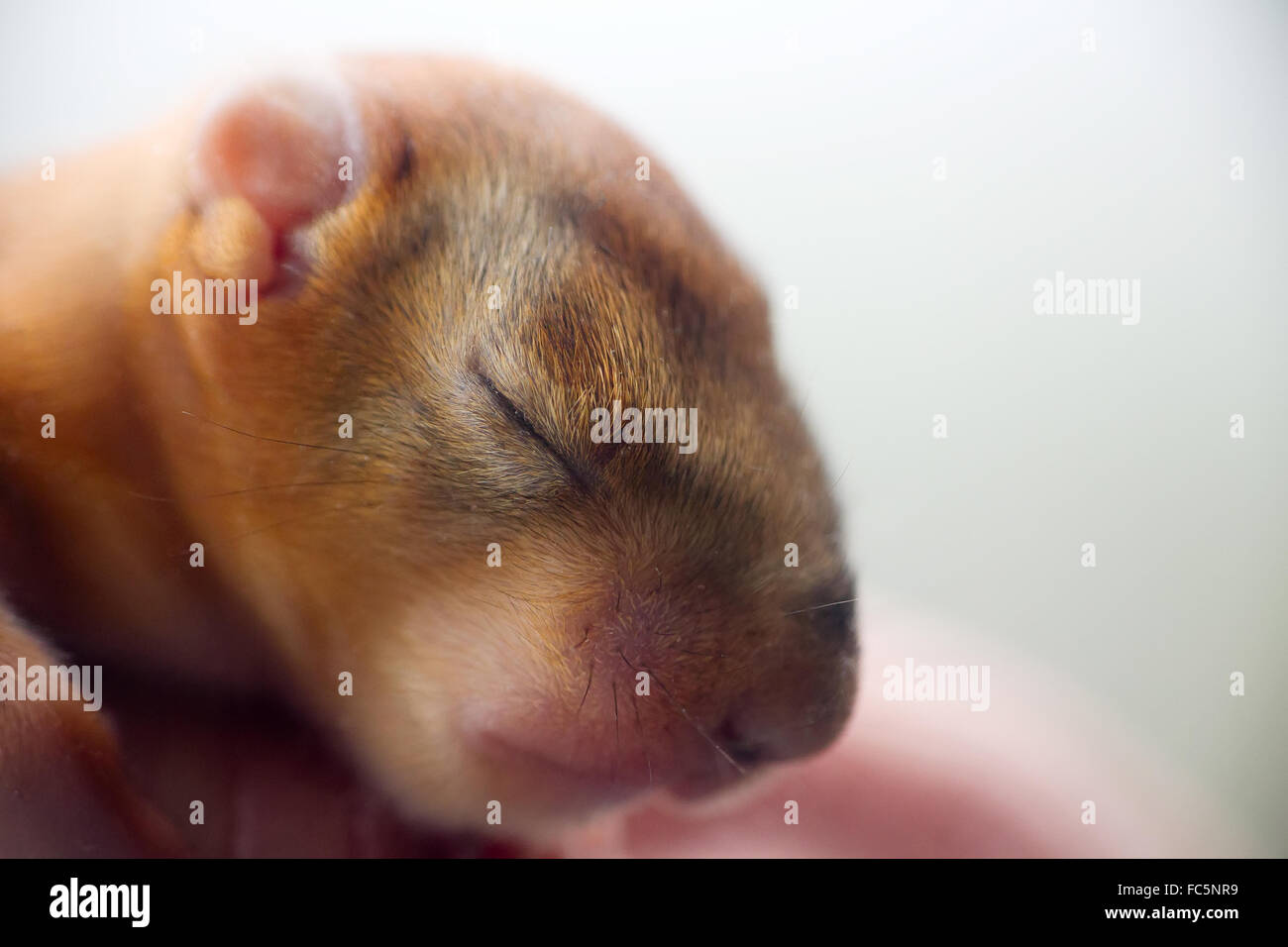 baby squirrel wild child Stock Photo - Alamy