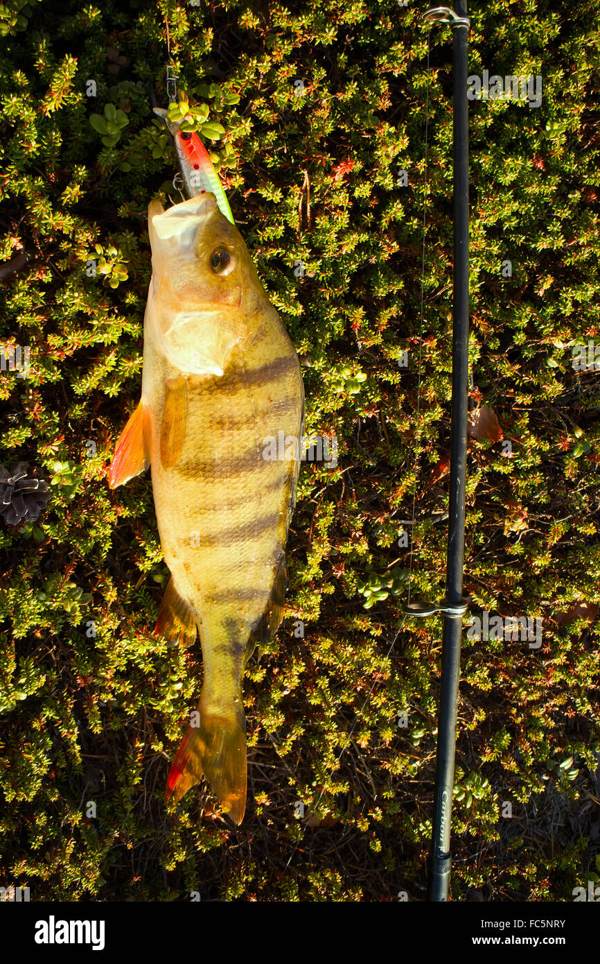 perch fishing Northern fish Stock Photo - Alamy