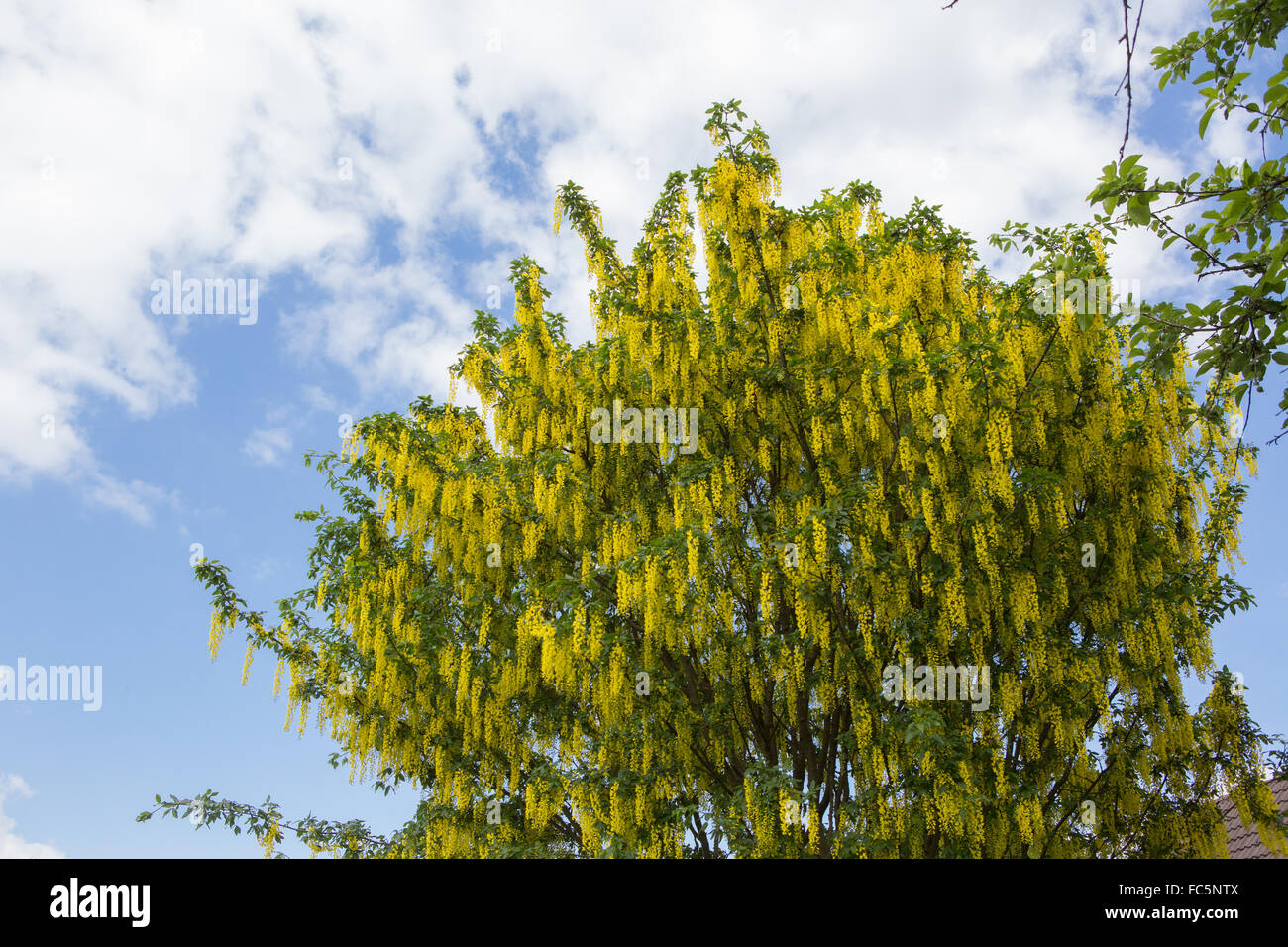 Golden Rain Stock Photos & Golden Rain Stock Images - Alamy
