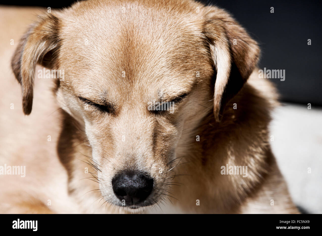 Chilled dog hi-res stock photography and images - Alamy