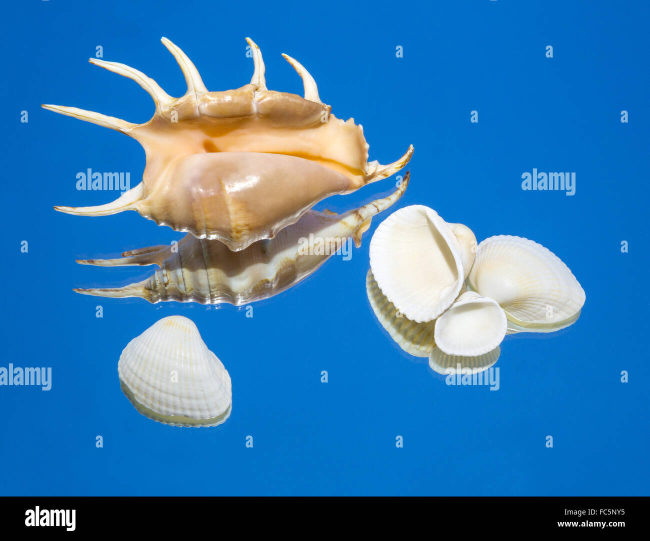 sea shells, mirror Stock Photo - Alamy