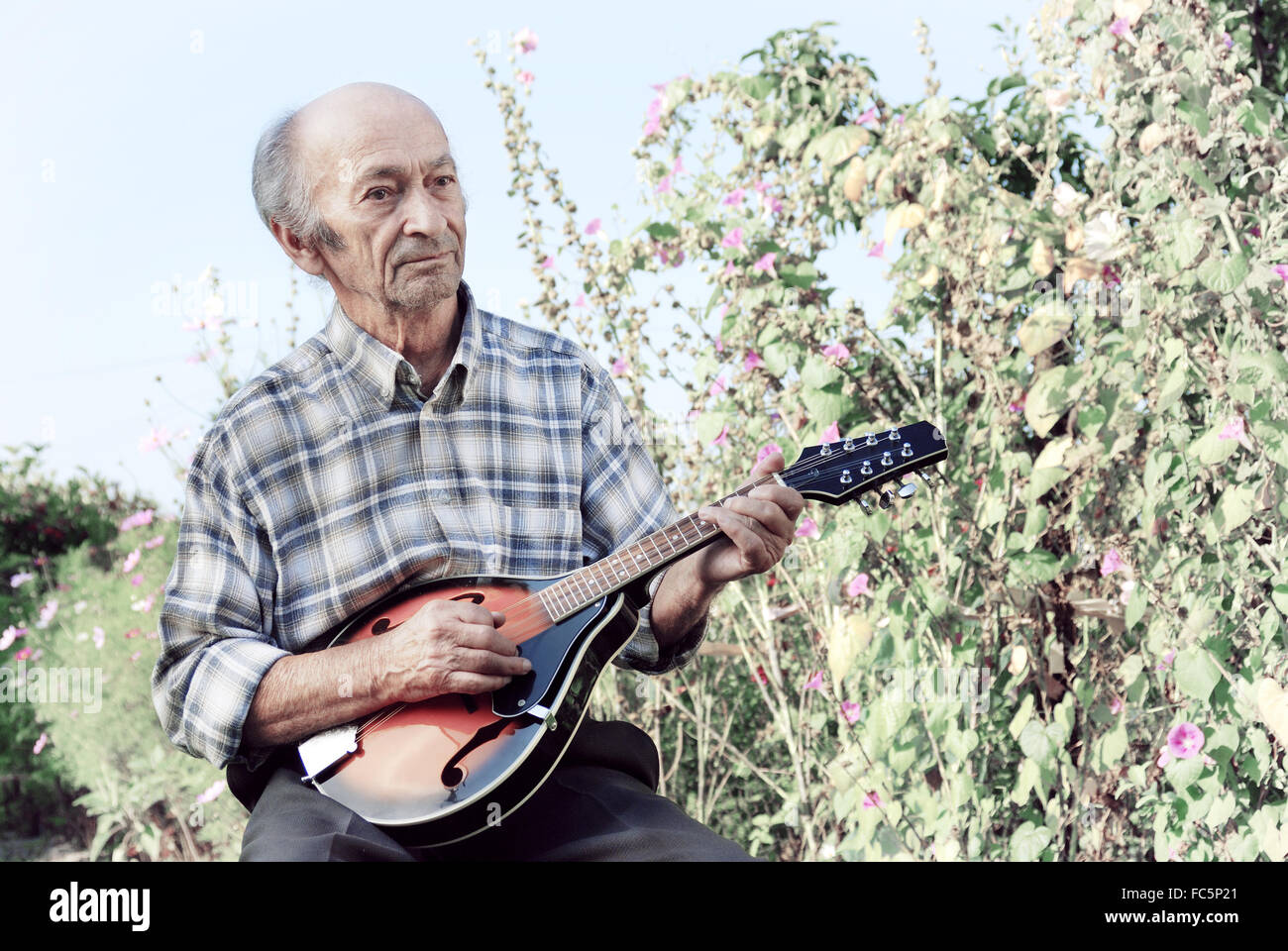Senior man playing mandolin Stock Photo - Alamy