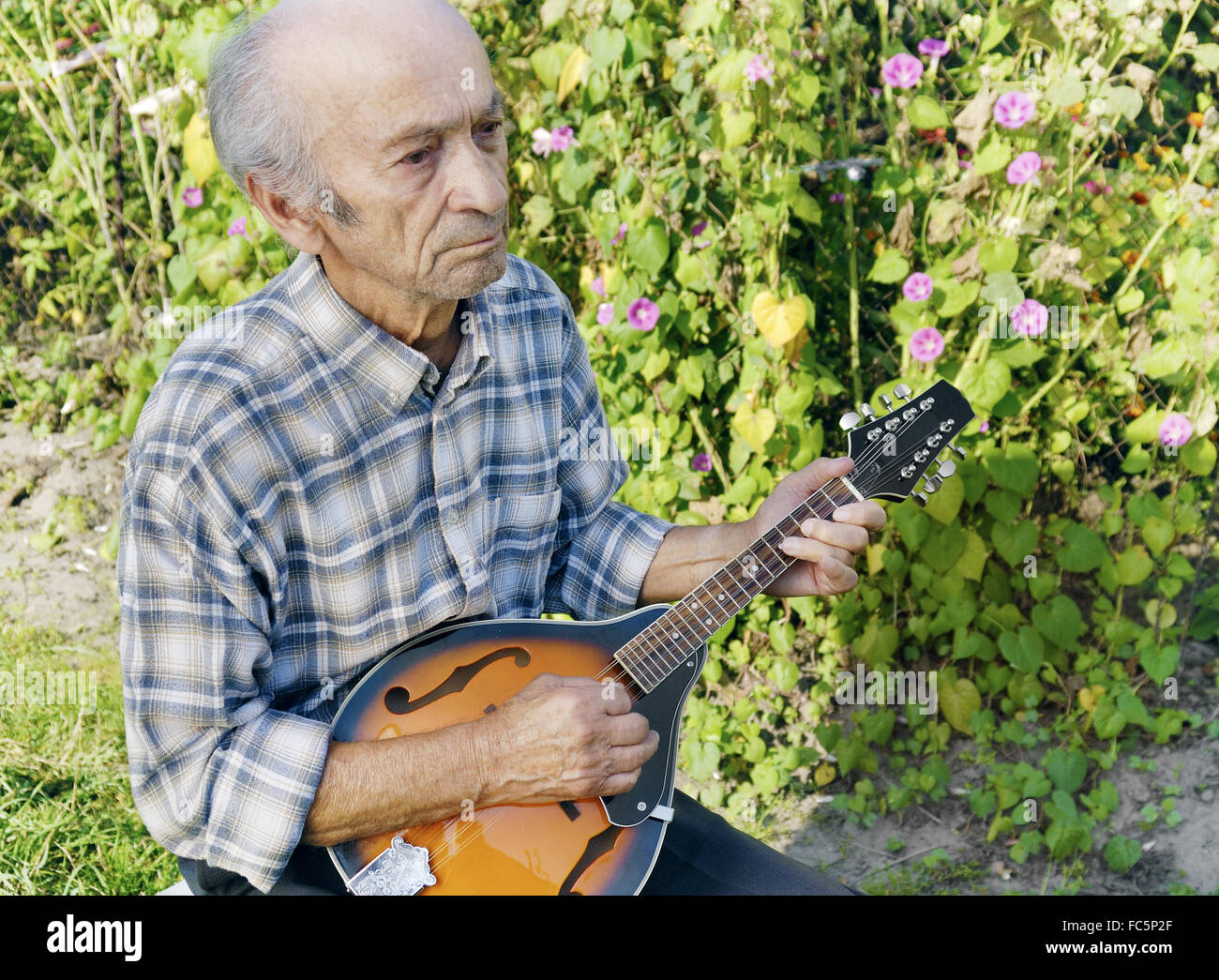 Senior man playing mandolin Stock Photo - Alamy Senior man playing mandolin Stock Photo - Alamy