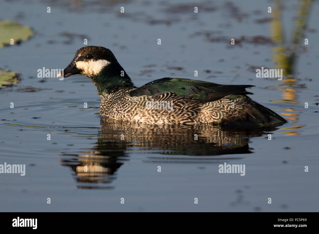 Green Pygmy Goose High Resolution Stock Photography and Images - Alamy