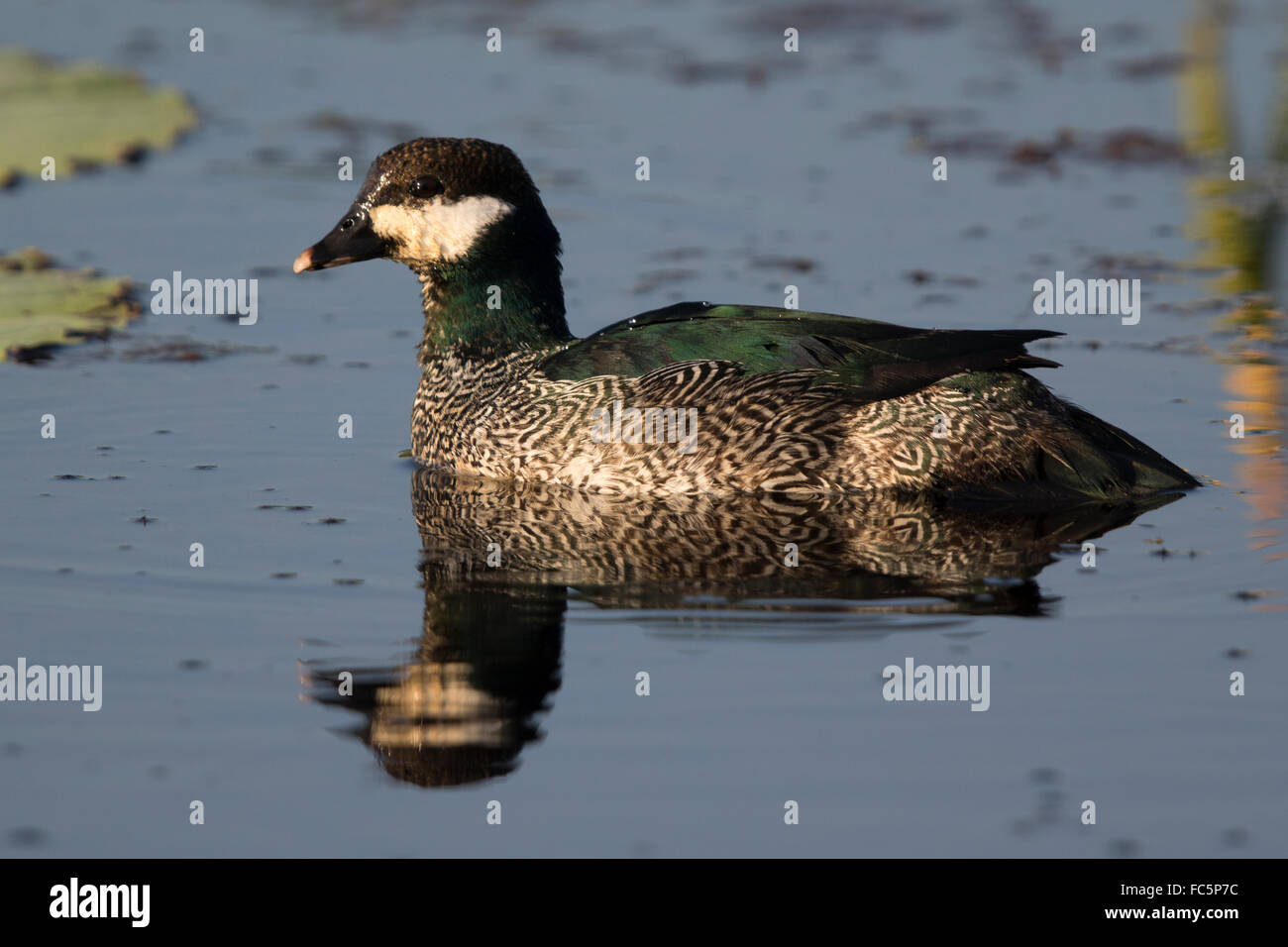 Green Pygmy-goose (Nettapus pulchellus) swimming Stock Photo - Alamy