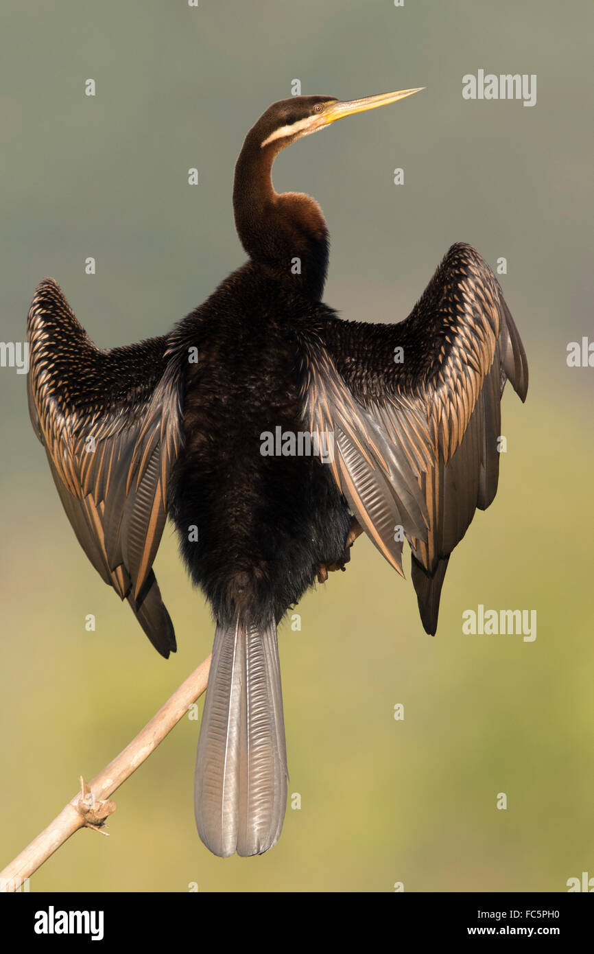Australasian Darter (Anhinga novaehollandiae) drying its wings Stock ...
