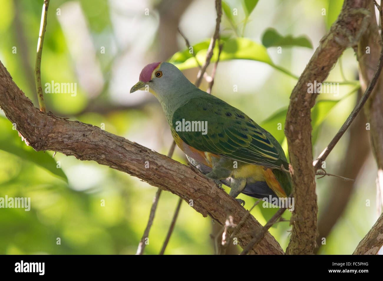 Rose-crowned Fruit-dove (Ptilinopus regina Stock Photo - Alamy
