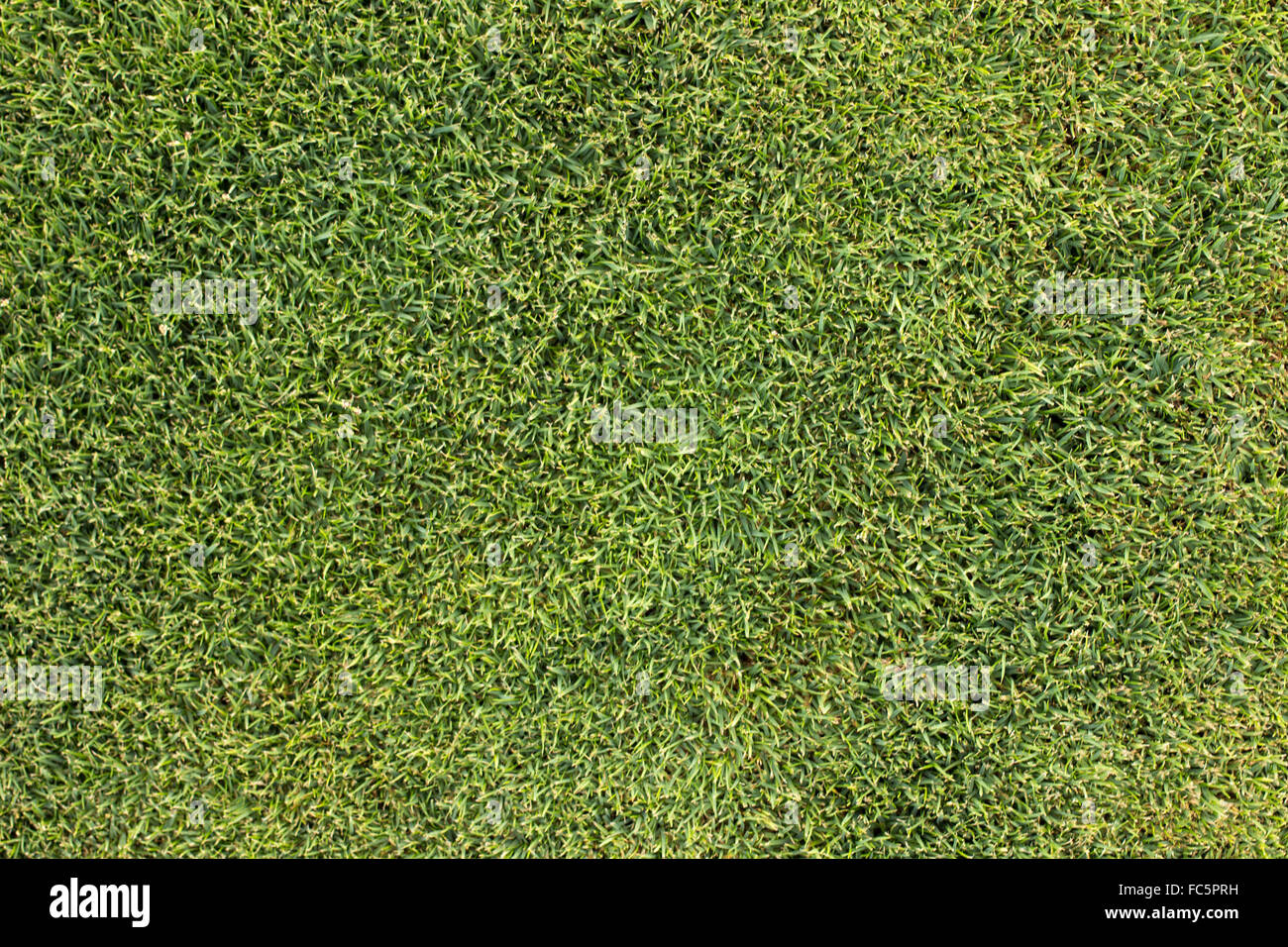 Green grass texture Stock Photo - Alamy