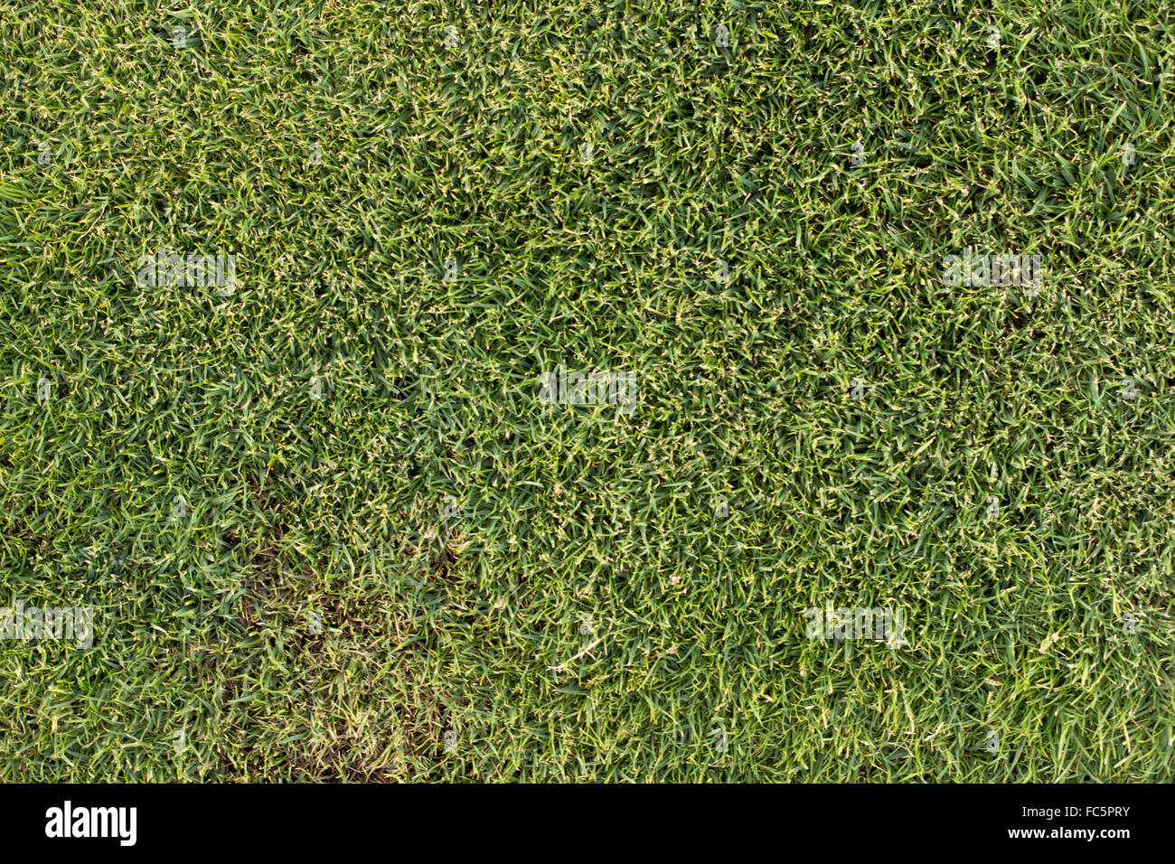 Green grass texture Stock Photo - Alamy